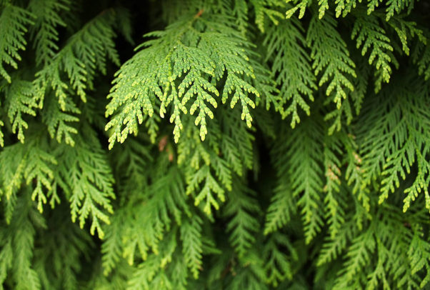cedar-branches - NACM