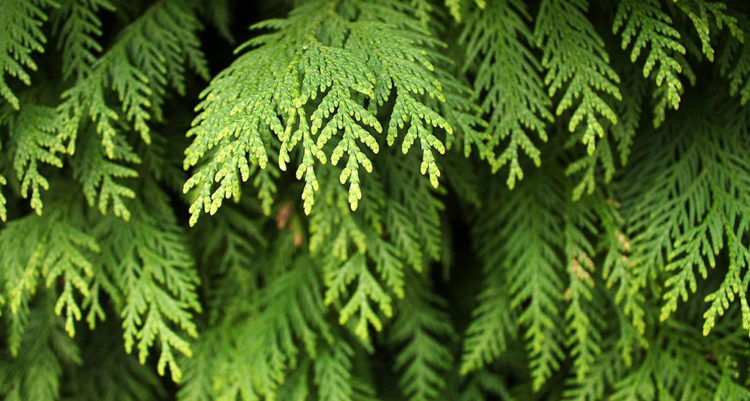 cedar-branches-small - NACM